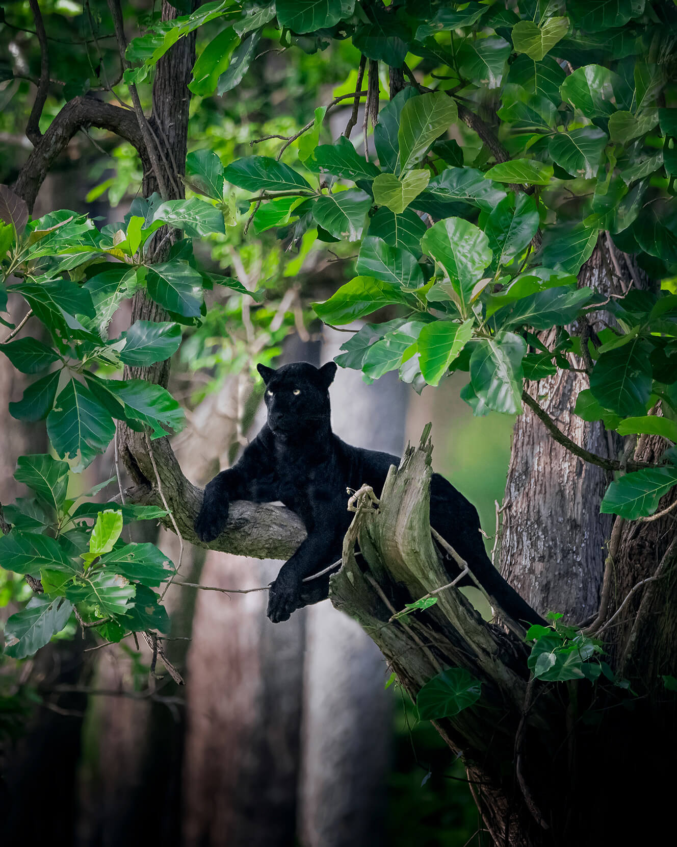 About Us - Wildlens Expeditions