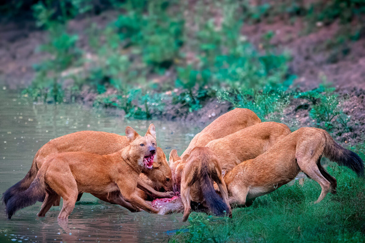 Welcome to Wildlens Expeditions