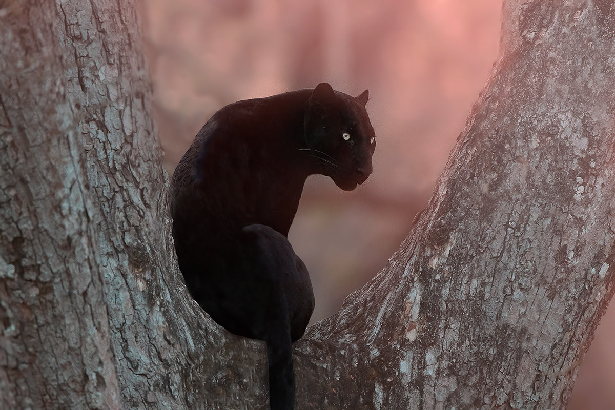 Gallery - Wildlens Expeditions