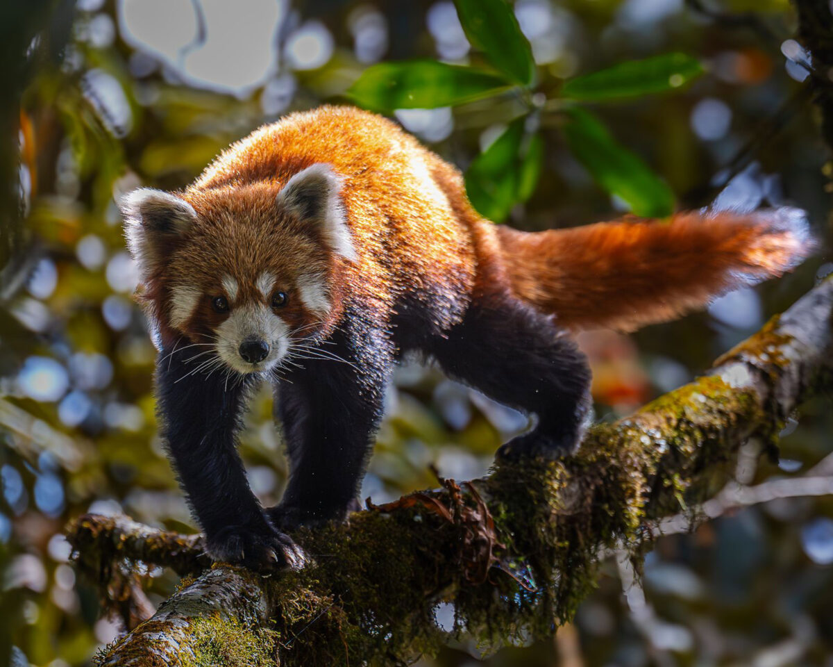 Welcome to Wildlens Expeditions