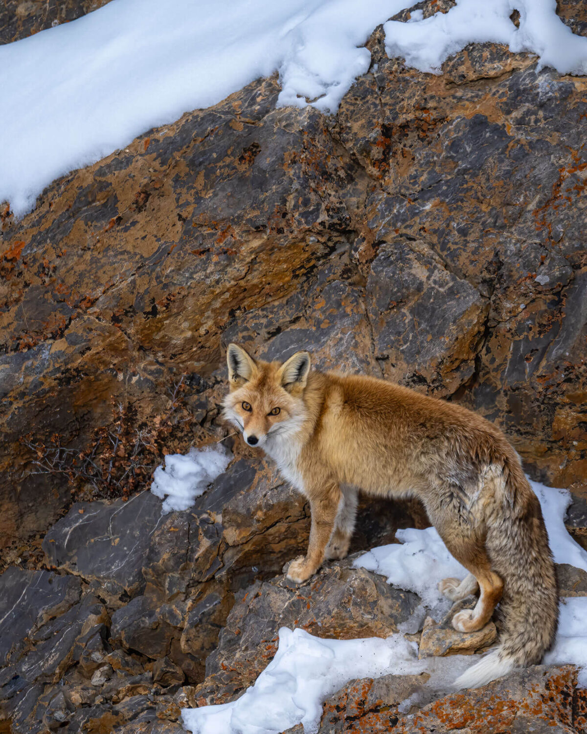 Snow Leopard Expedition - Wildlens Expeditions