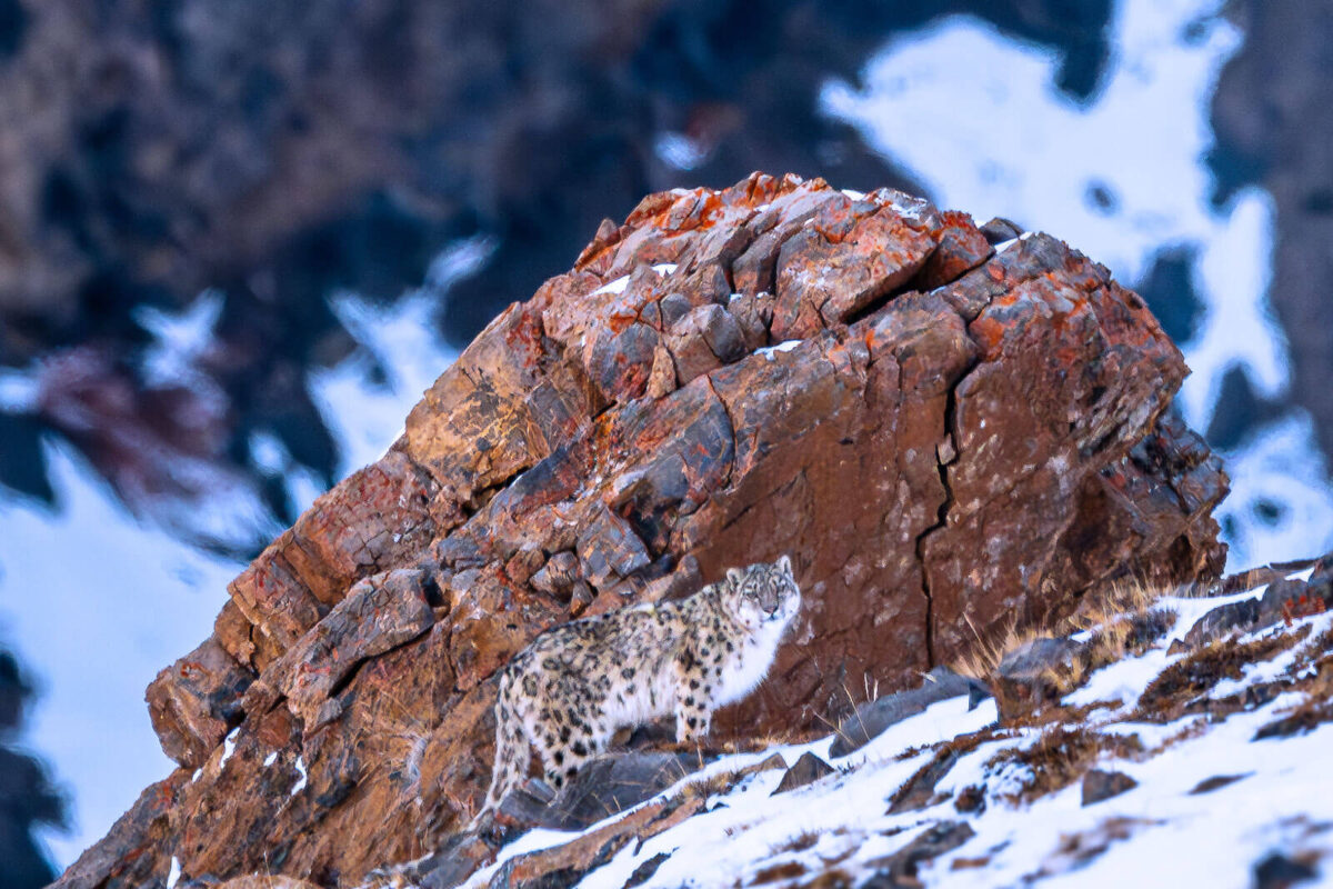 Welcome to Wildlens Expeditions